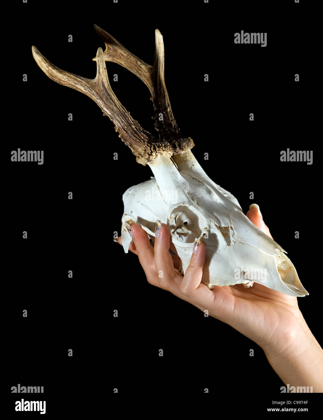 Skull of a deer in the female hand on a black background Stock Photo ...