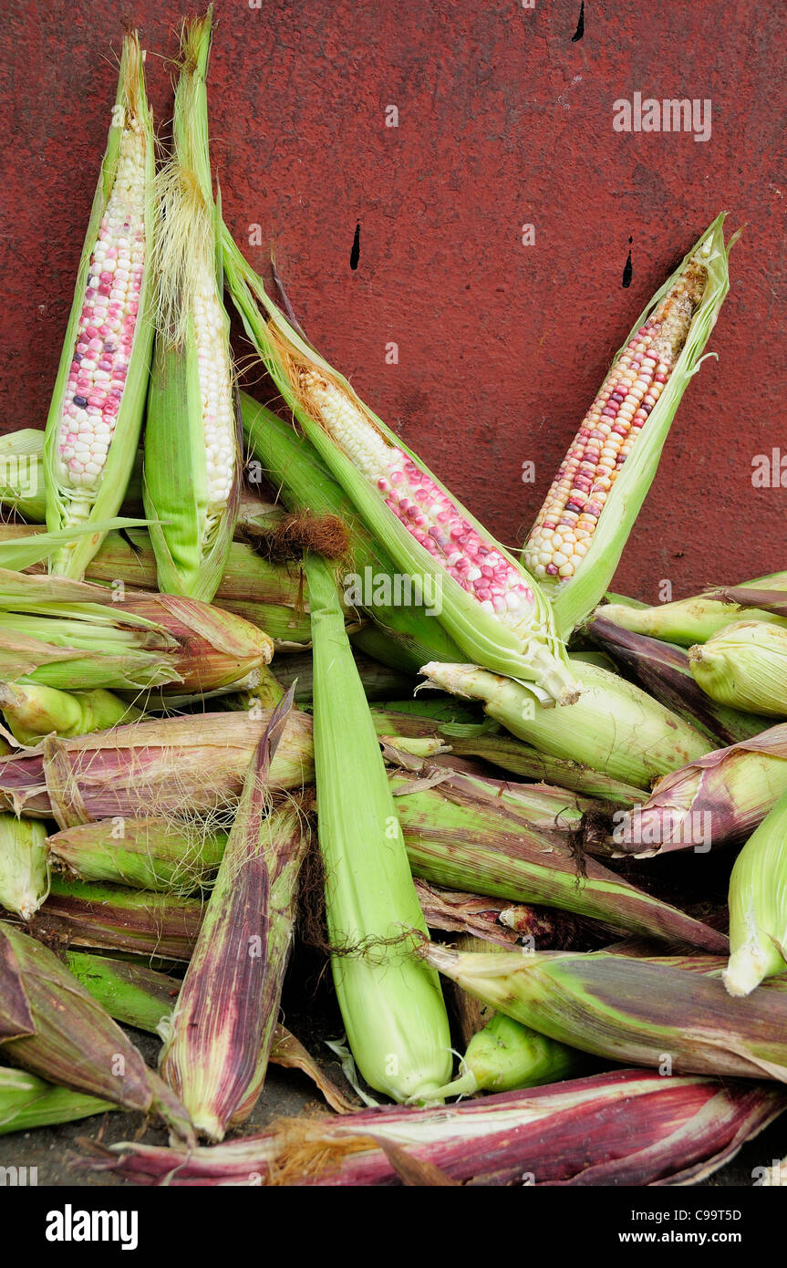 Mexico, Michoacan, Patzcuaro, Pile of maize Stock Photo - Alamy