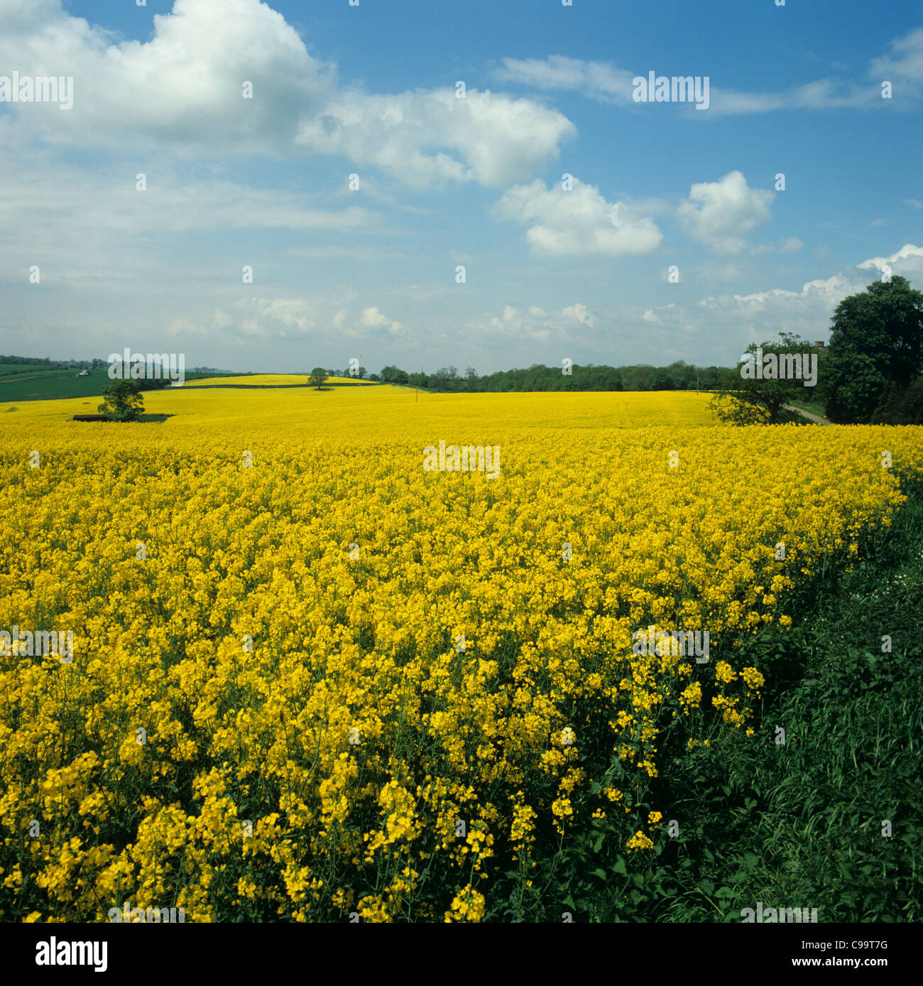 Oilseed rape crop in full flower Stock Photo - Alamy