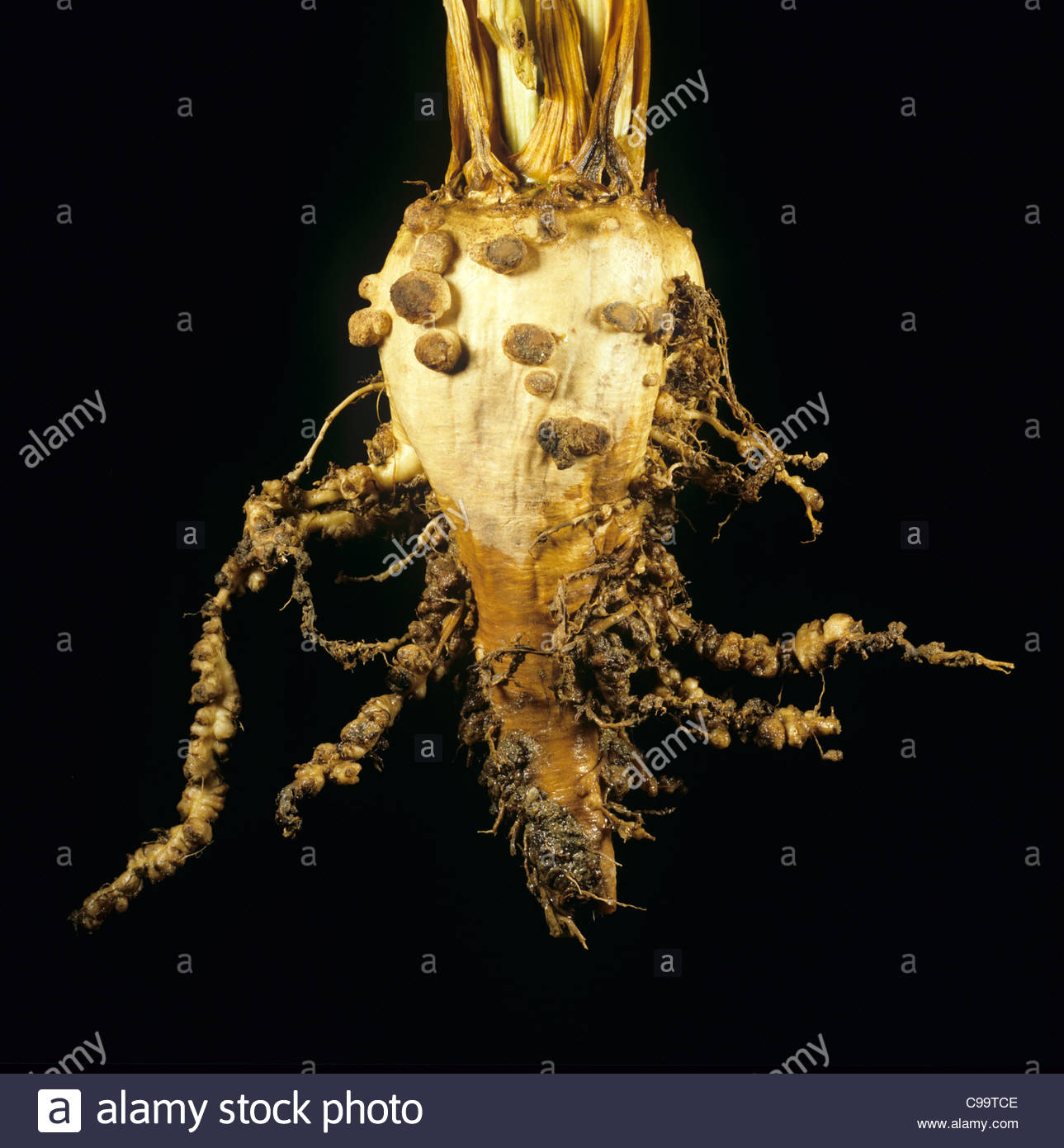 Meloidogyne Stock Photos & Meloidogyne Stock Images - Alamy