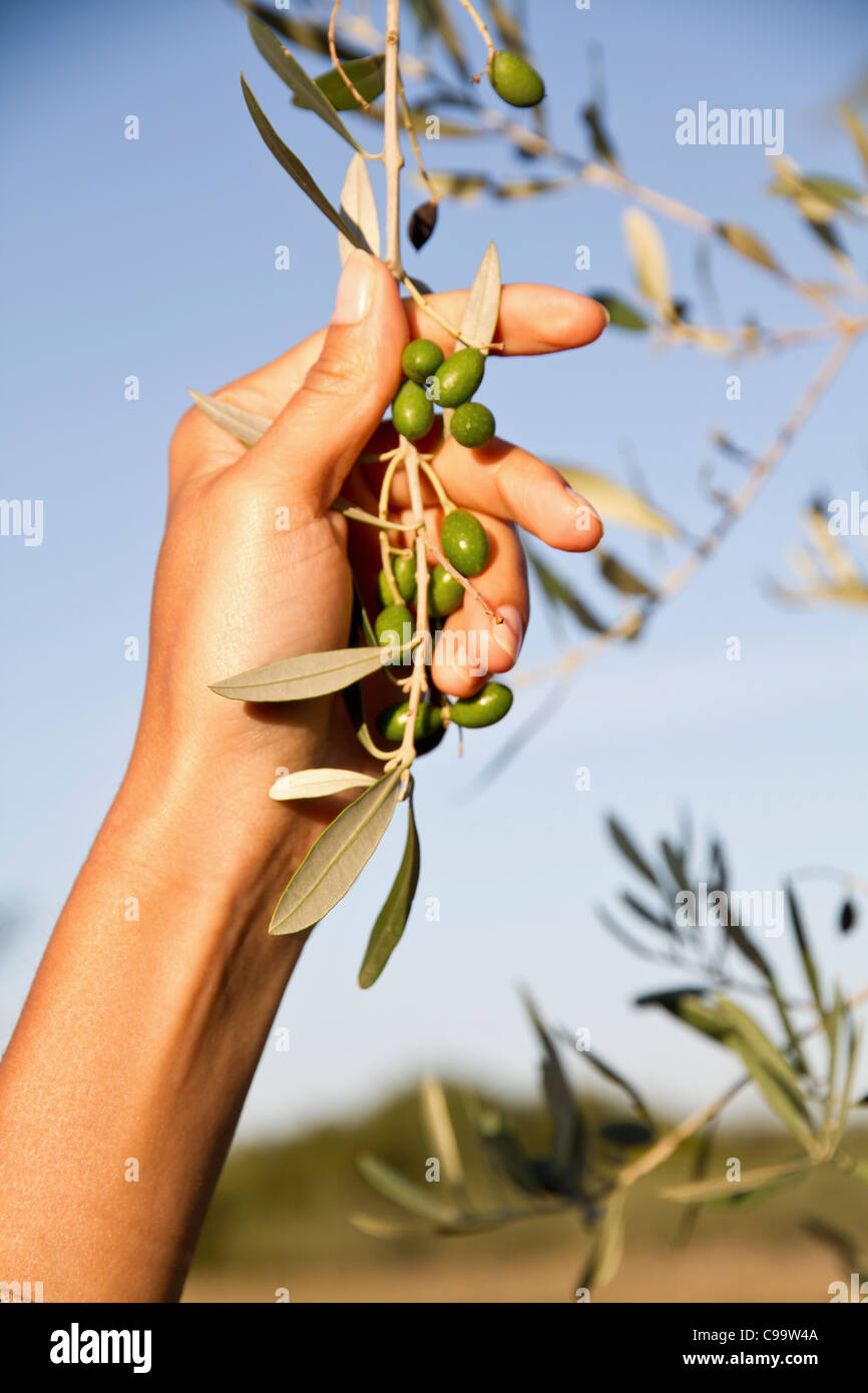 Croatia, Istria, Woman's hand holding olive branch, close up Stock ...