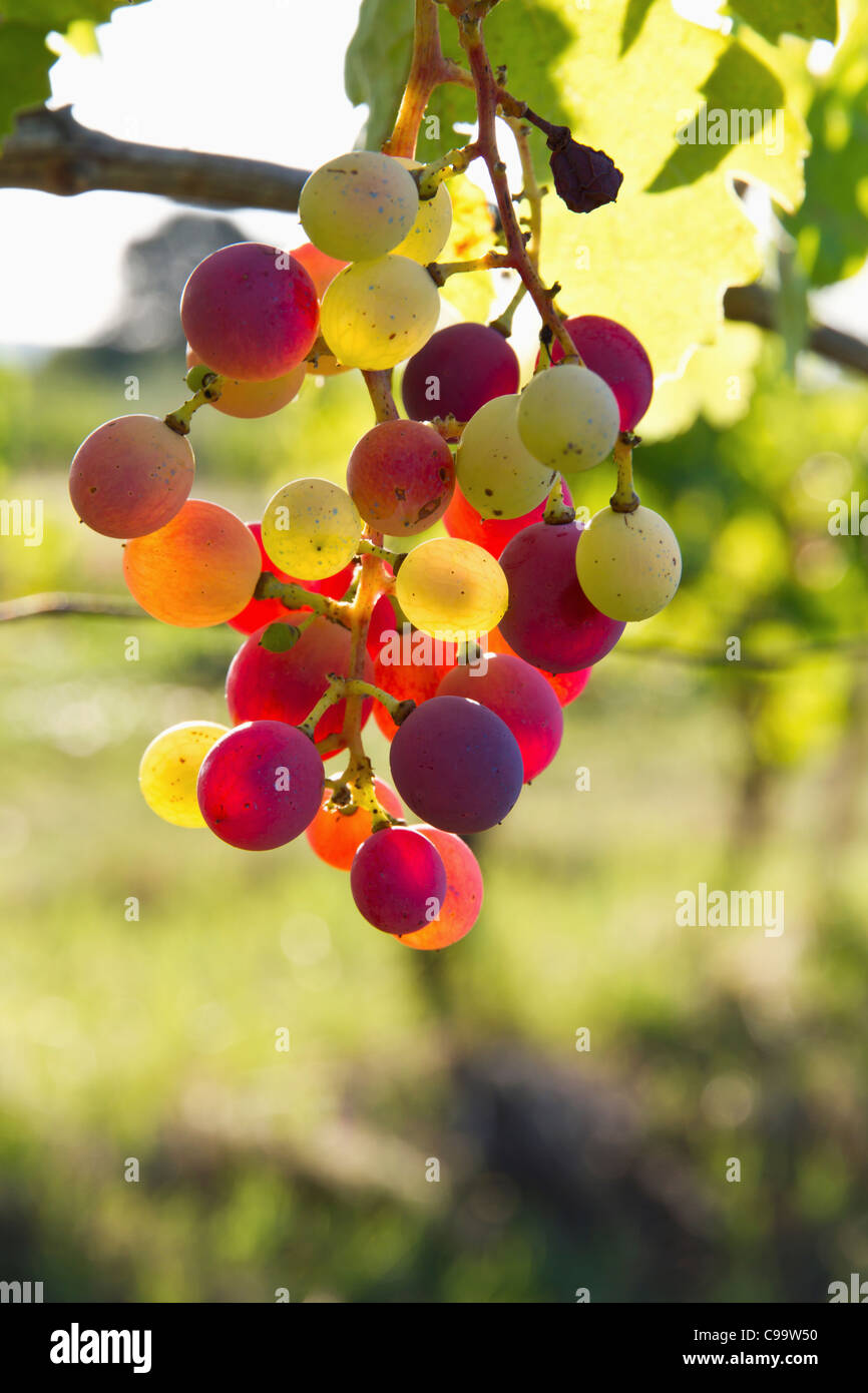 Vine croatia hi-res stock photography and images - Alamy