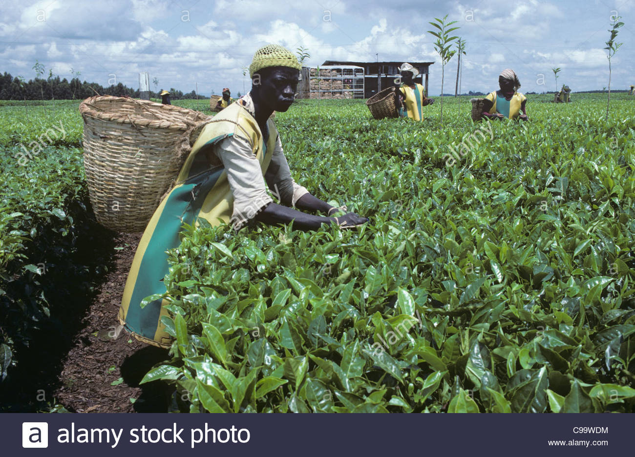 Kenya Tea Picking High Resolution Stock Photography and Images - Alamy