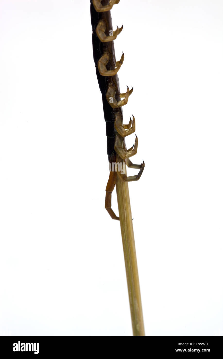 Cooked centipede on sale at Wangfujing Street Night Market Beijing - An ...