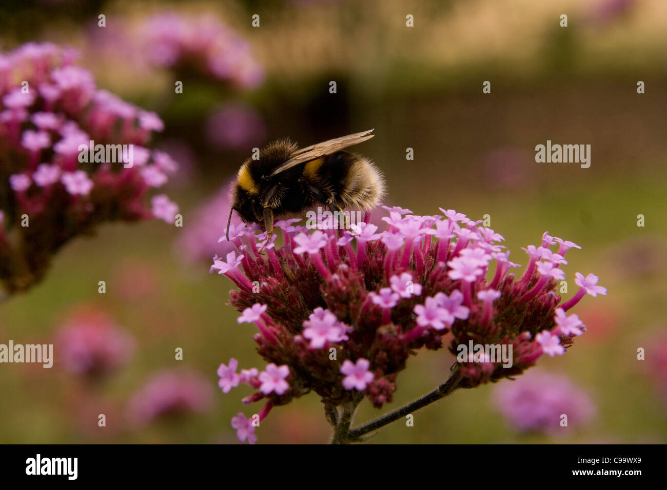 Bumble bee up close hi-res stock photography and images - Alamy