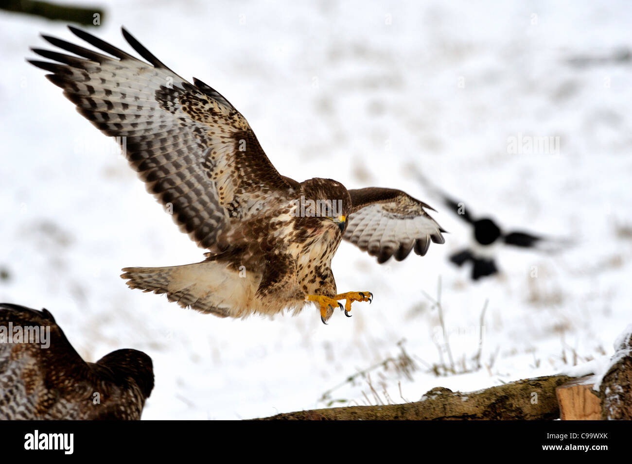 Flying buzzard (Buteo buteo Stock Photo - Alamy