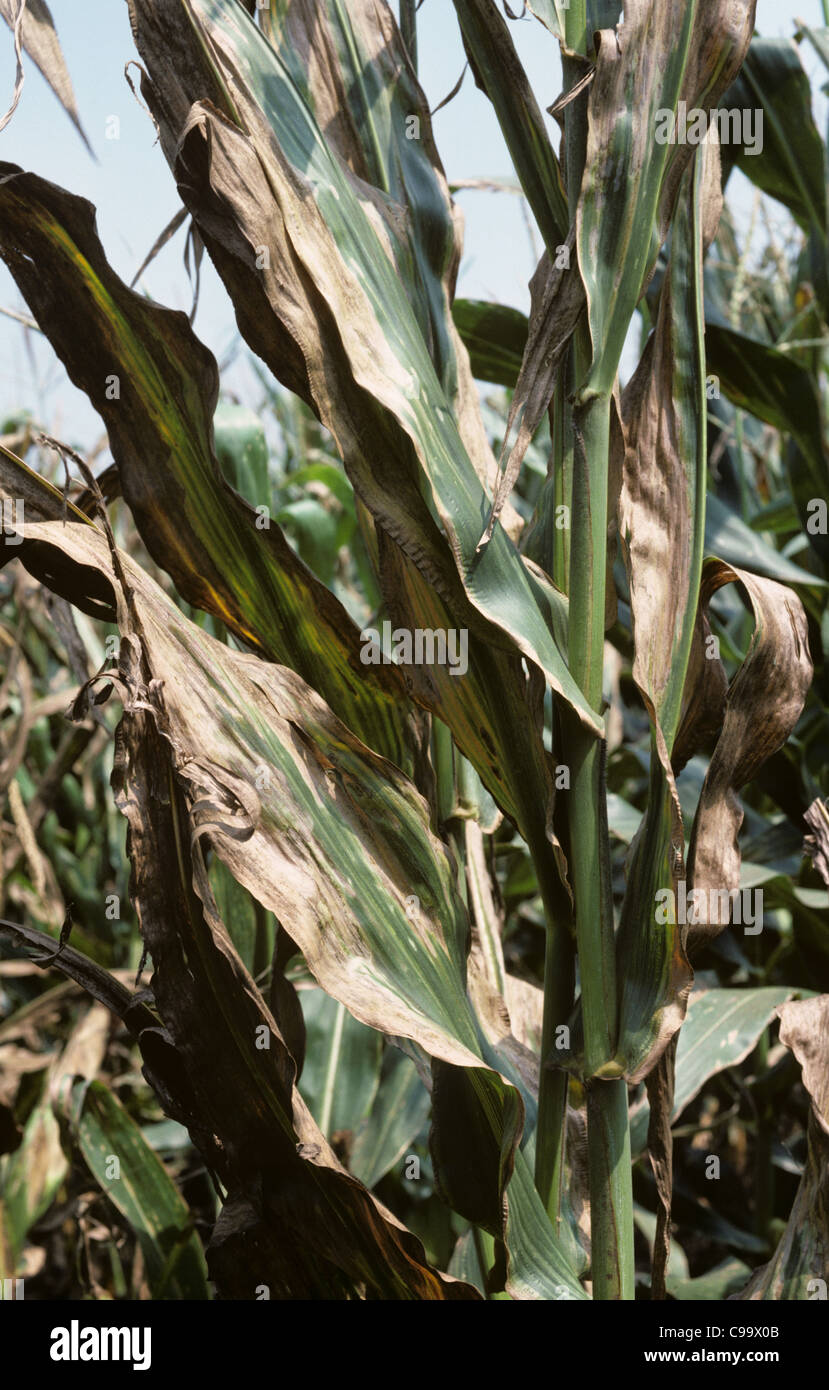 Bacterial Wilt High Resolution Stock Photography and Images - Alamy