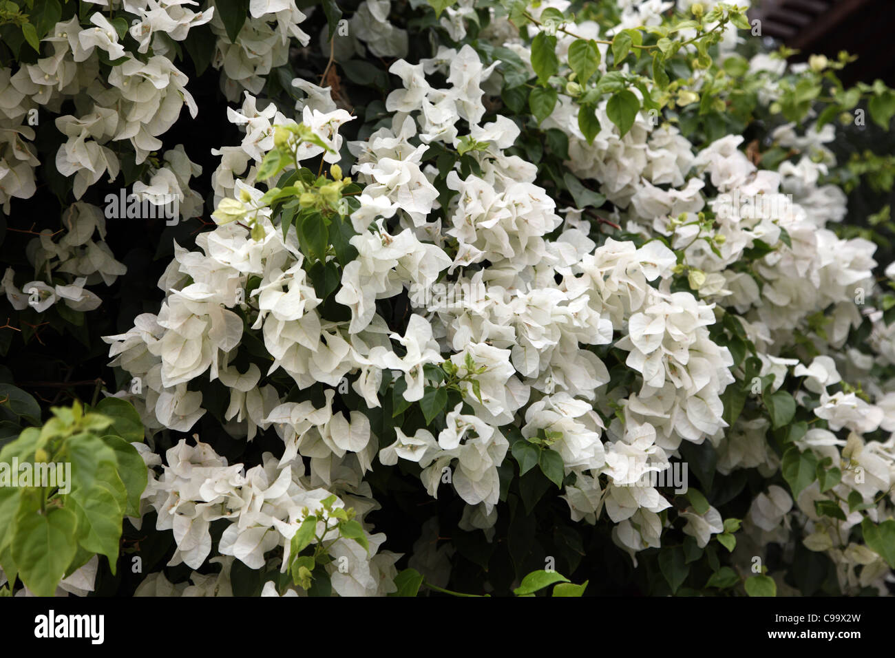 Bougainvillea shrub hi-res stock photography and images - Alamy