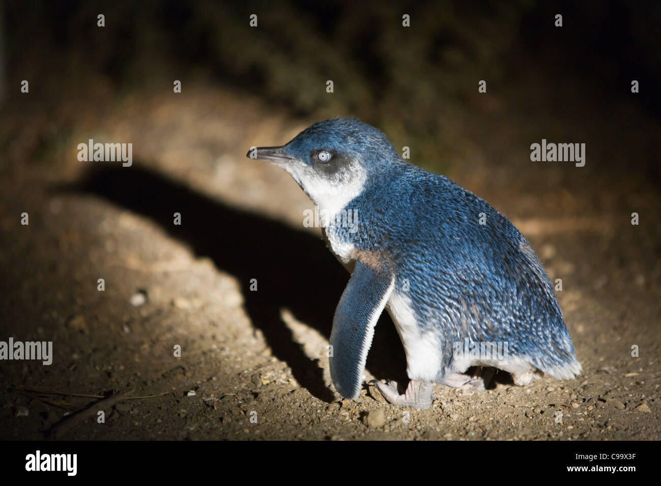 A fairy penguin (Eudyptula minor) returns to is burrow at Redbill Beach ...