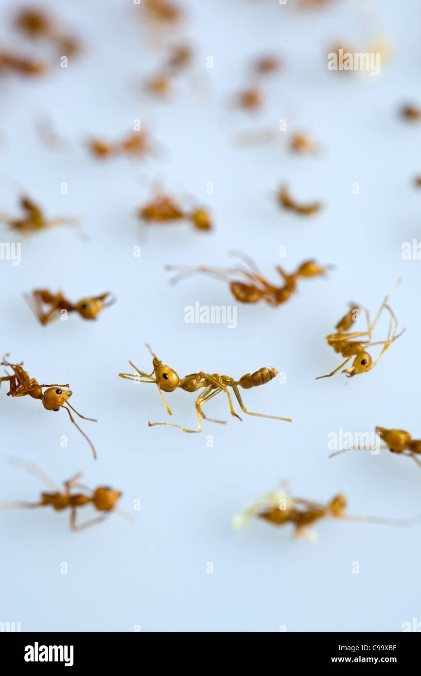 Cooked Weaver Ants - a delicacy in Thailand - An example of the strange ...