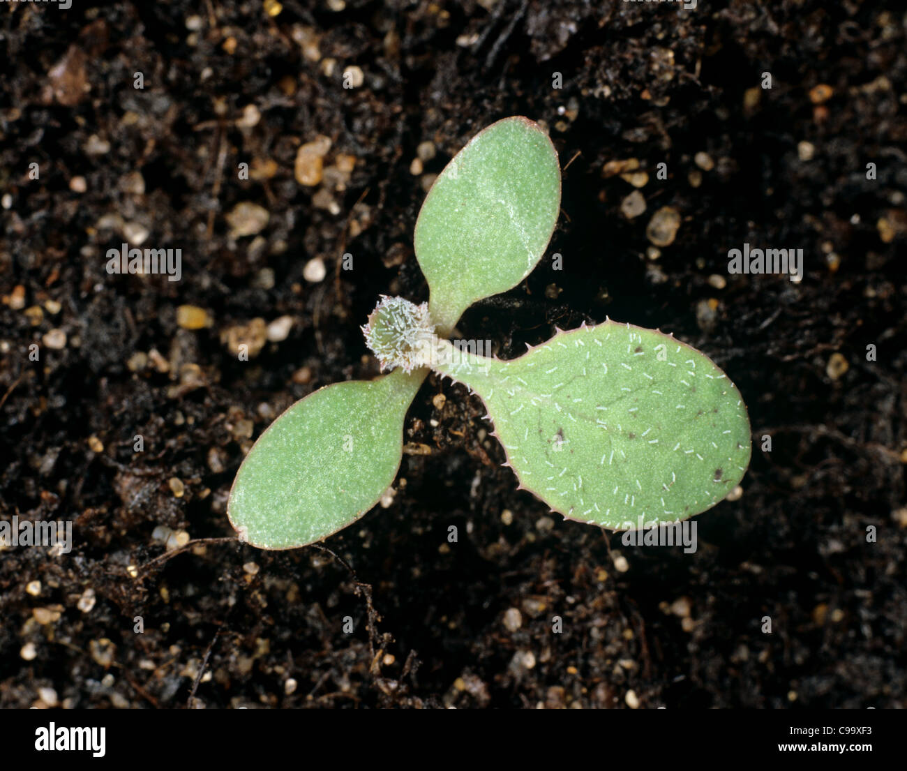 Asper hi-res stock photography and images - Alamy