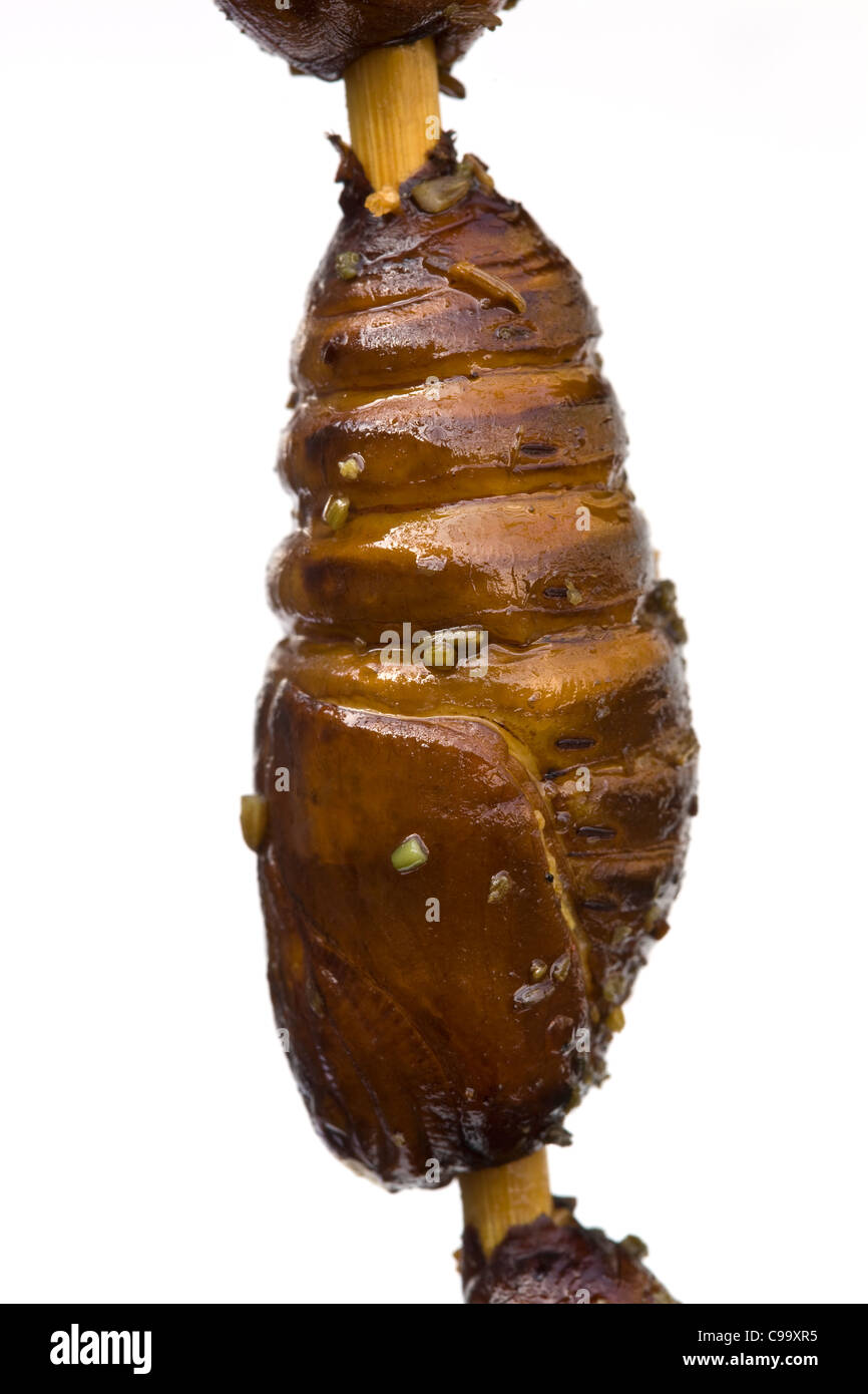 Food for larvae hi-res stock photography and images - Alamy