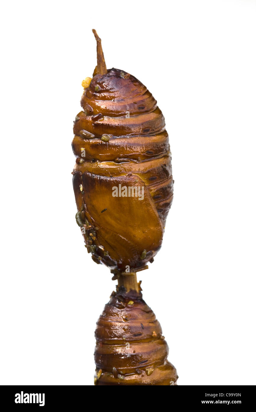 Cooked Silkworm Larvae on sale at Wangfujing Street Food Night Market ...