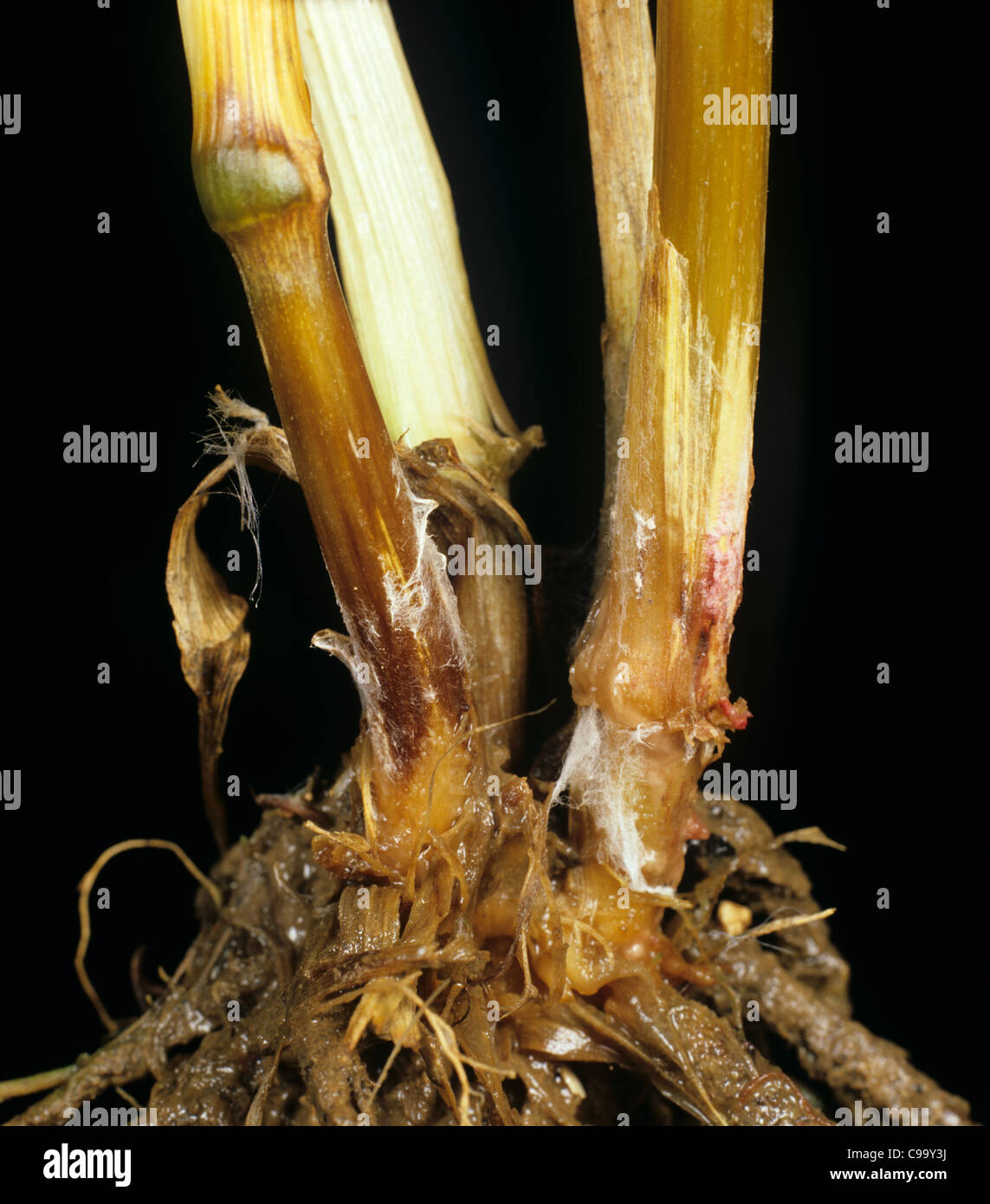Fusarium Spp