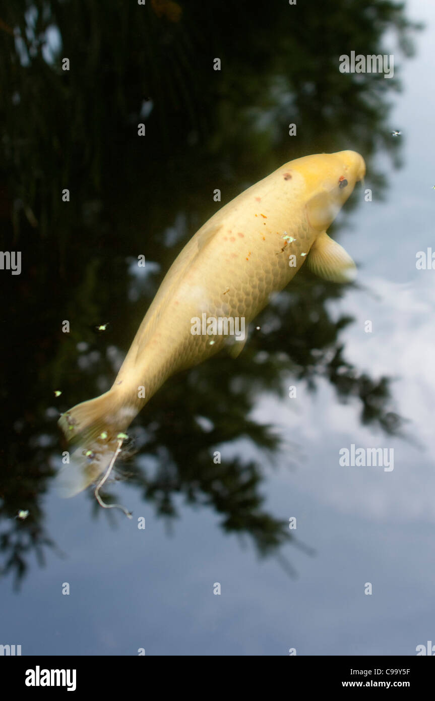 Fish garden hi-res stock photography and images - Alamy