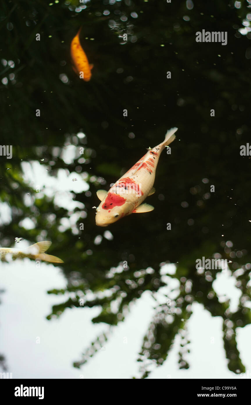 Cyprinus carpio hi-res stock photography and images - Alamy