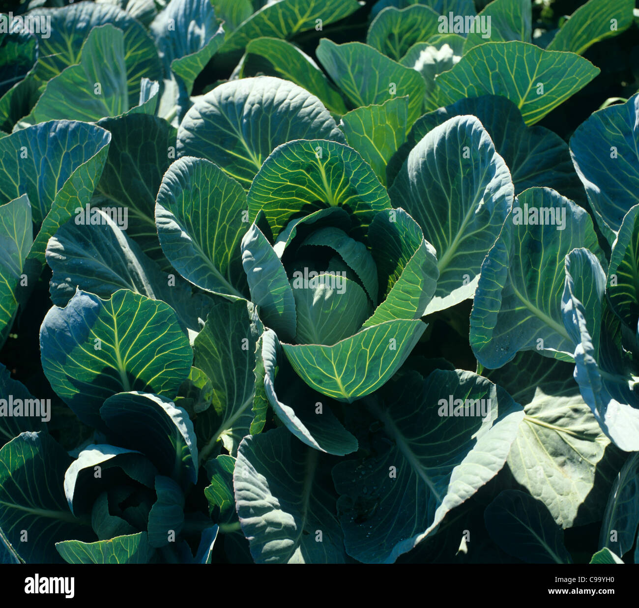 Cabbage winter immature hi-res stock photography and images - Alamy