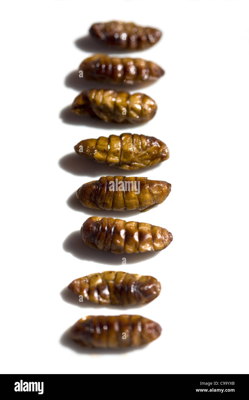 Fried or Cooked Silkworm Larvae sold at street markets in Thailand ...