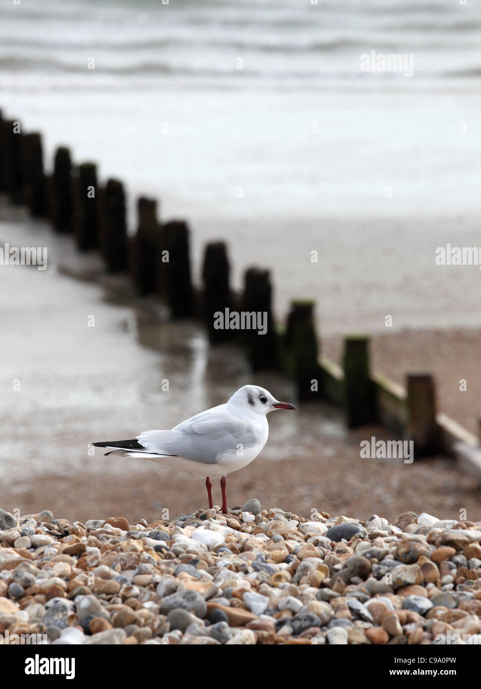 Common gull on beach hi-res stock photography and images - Alamy