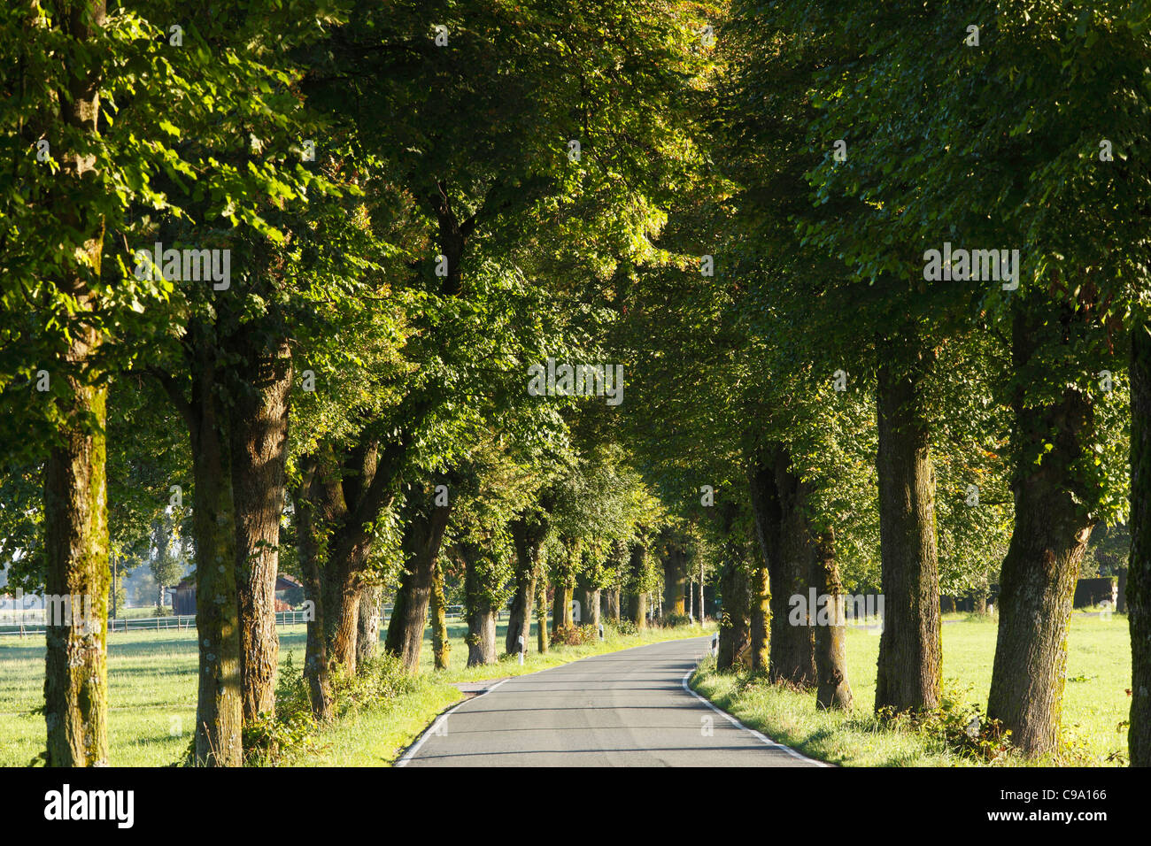 Germany, Bavaria, Upper Bavaria, Benediktbeuern, View of linden trees ...