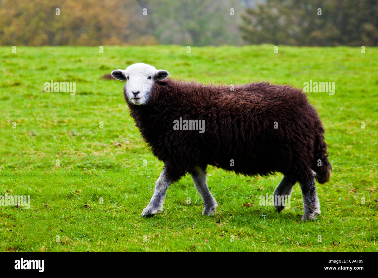 Herdwick sheep hi-res stock photography and images - Alamy