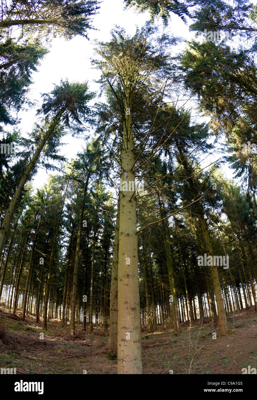 Picea abies woods hi-res stock photography and images - Alamy