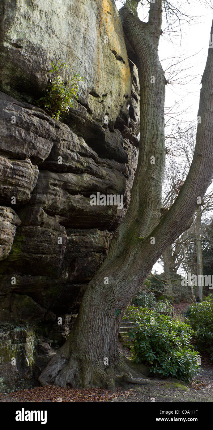 Oddly angled tree growing round sandstone formations at High Rocks near ...