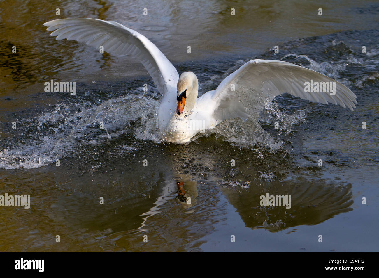 Spalshing swan hi-res stock photography and images - Alamy