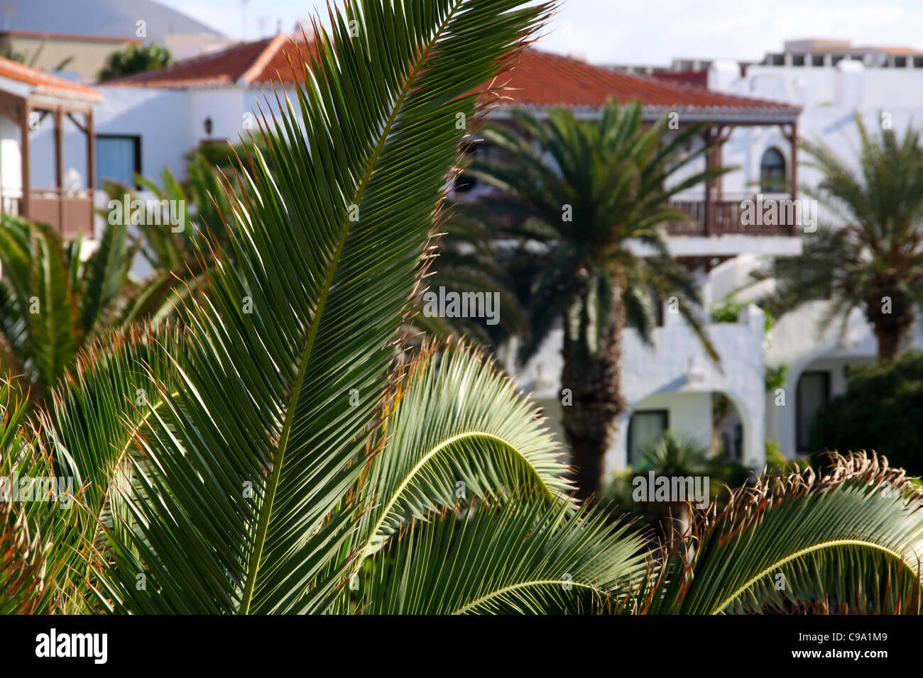 Spanish apartment with palm tree in sunshine Stock Photo - Alamy