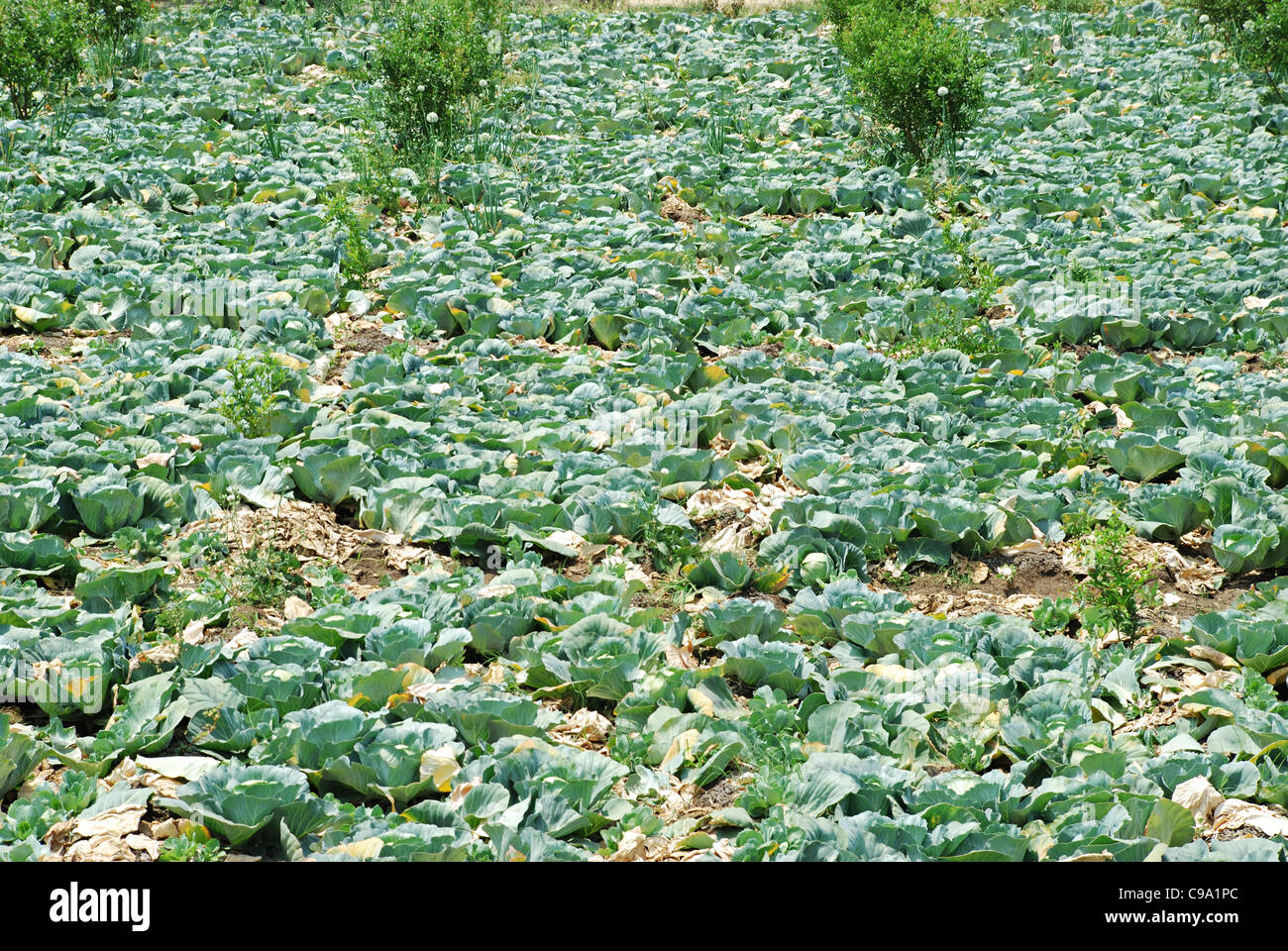Maharashtra india farm hi-res stock photography and images - Alamy