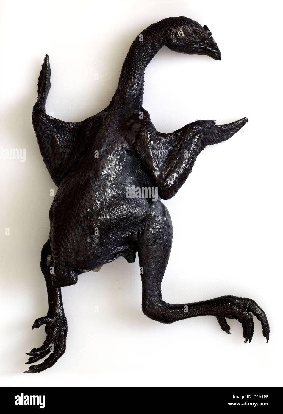 Black chicken silkie hi-res stock photography and images - Alamy