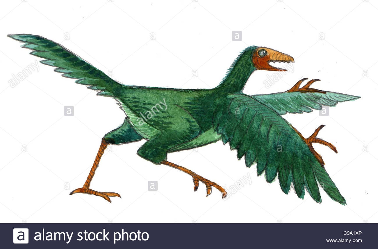 Archaeopteryx Stock Photos & Archaeopteryx Stock Images - Alamy