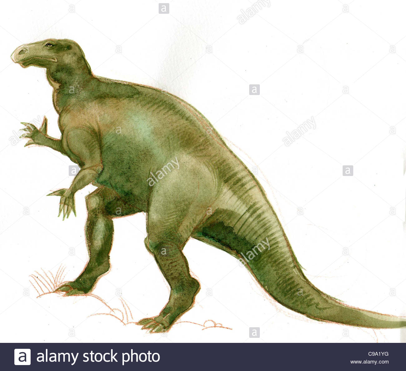 Mesozoic Stock Photos & Mesozoic Stock Images - Alamy