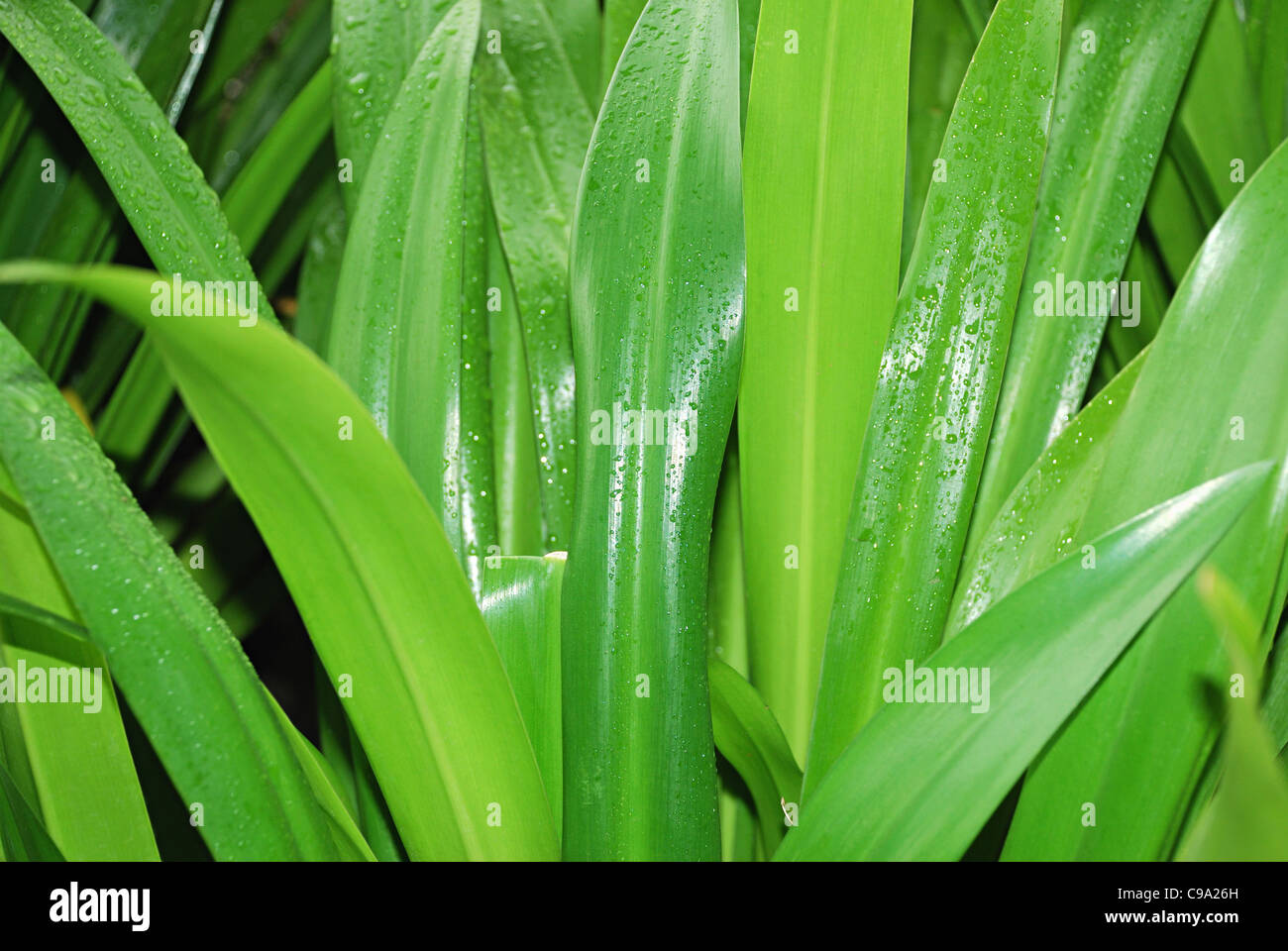 Lily leaves hi-res stock photography and images - Alamy