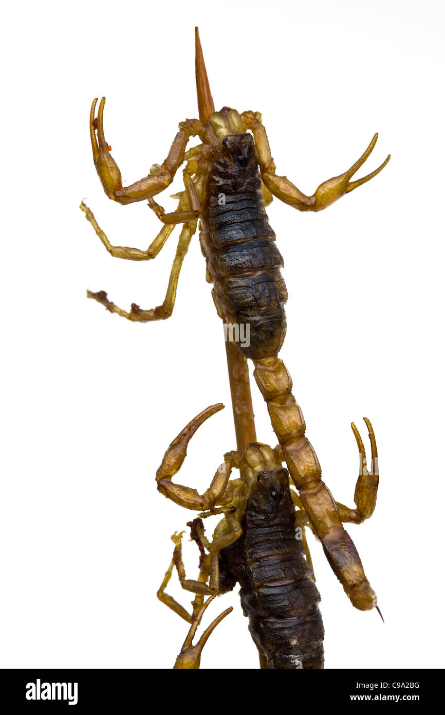 Cooked Scorpion as on sale in Beijing and other parts of Asia - An ...