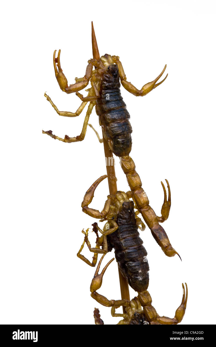 Cooked Scorpion as on sale in Beijing and other parts of Asia - An ...