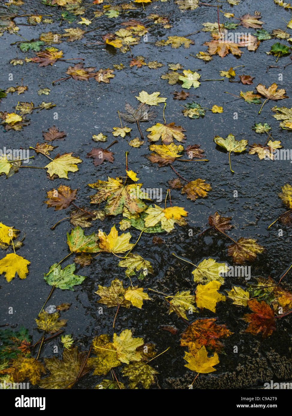 Wet rainy pavement hi-res stock photography and images - Alamy