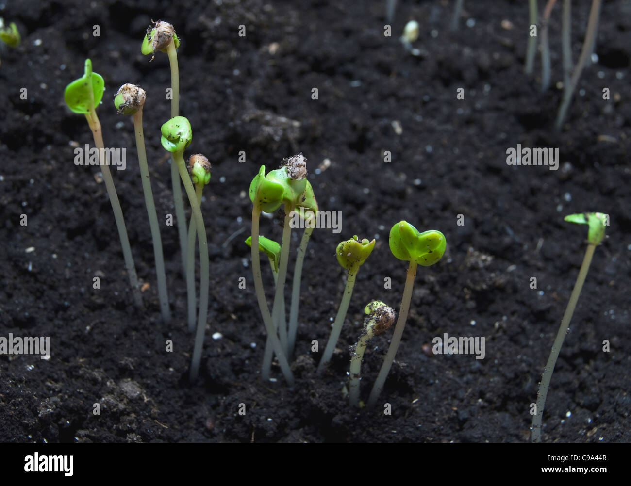 small green plants close up Stock Photo - Alamy