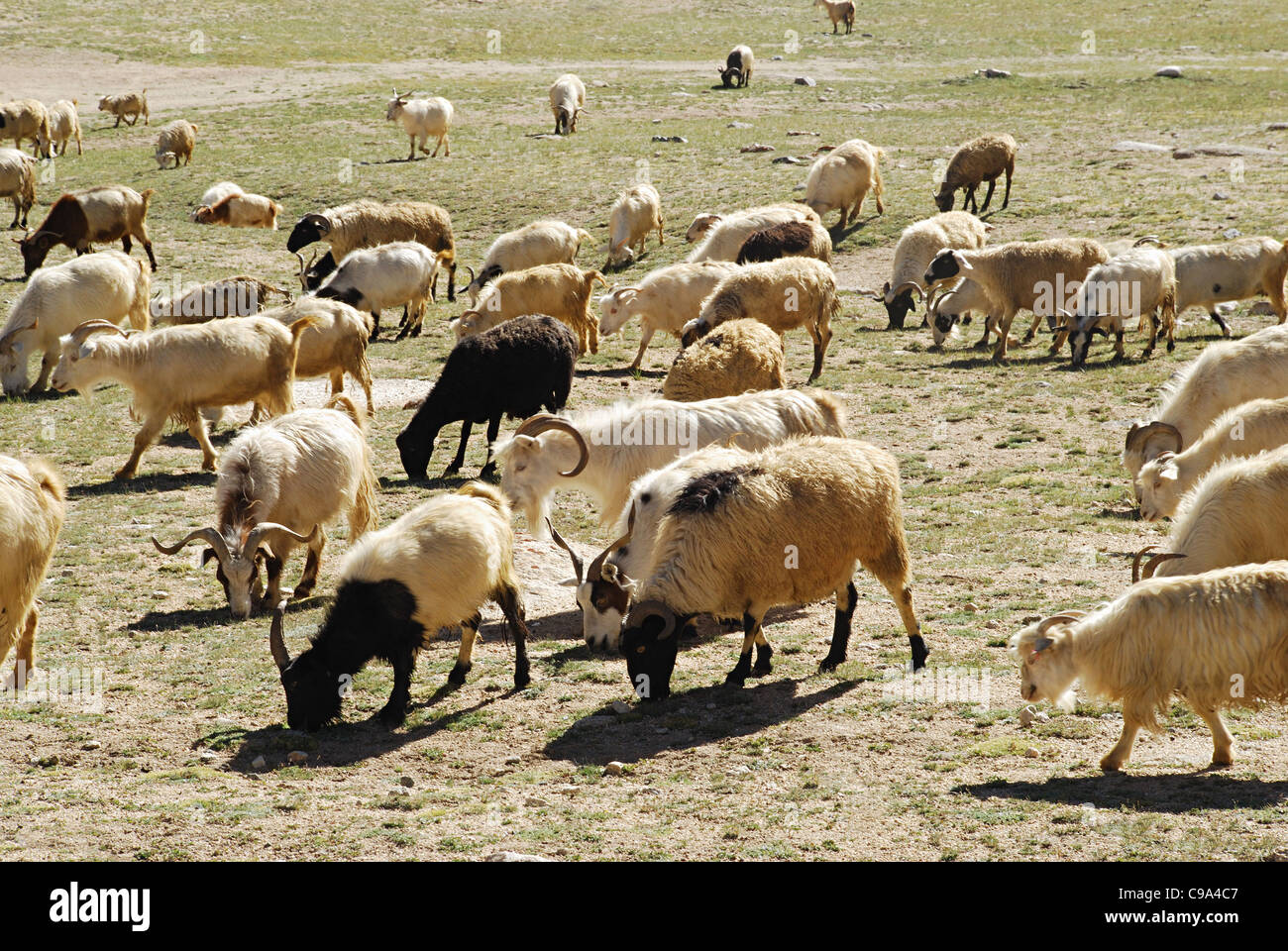 Group of goats on the Himalayan mountain ranges, Ladakh, Jammu ...