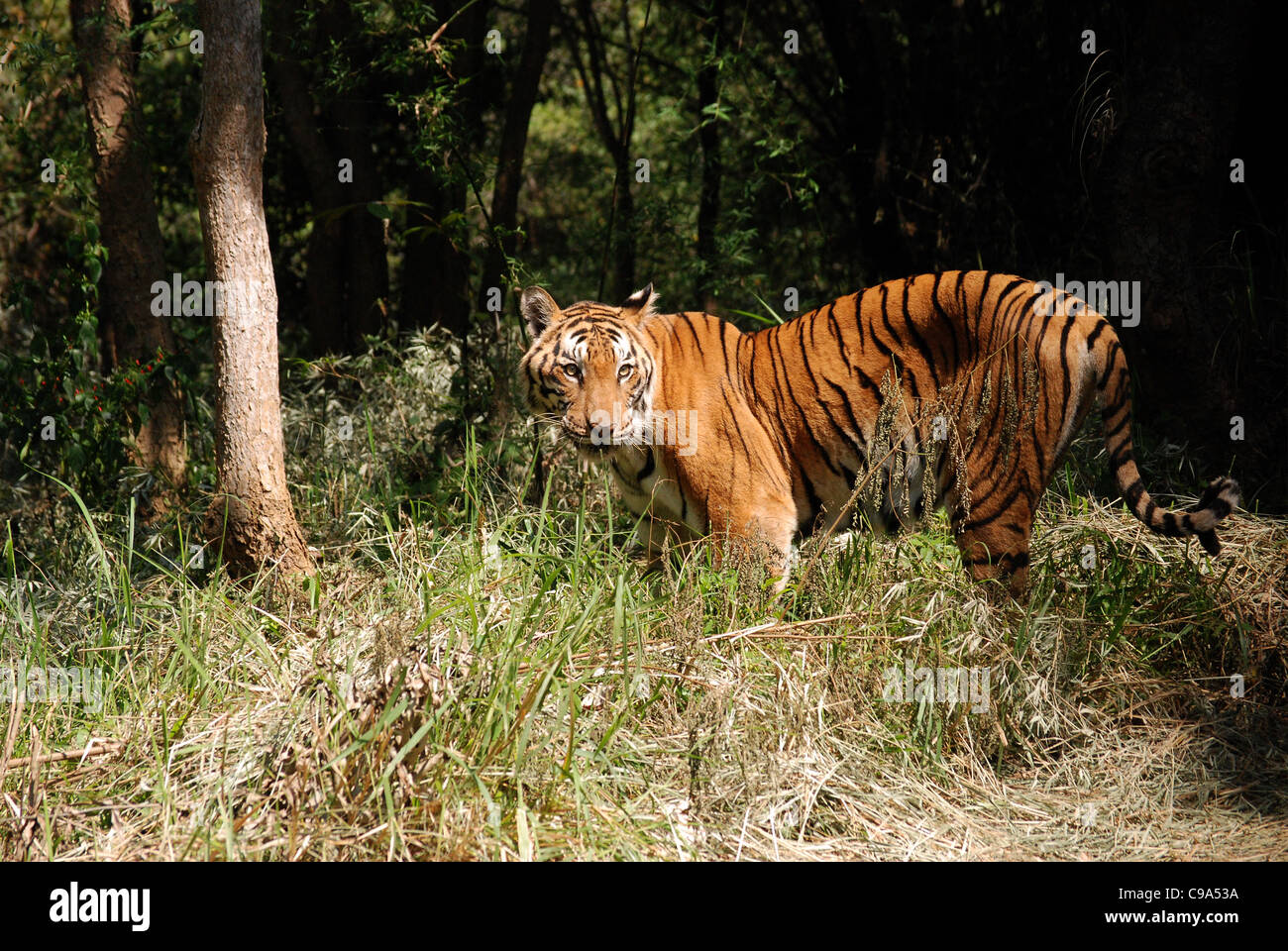 Bengal tiger in the wild hi-res stock photography and images - Alamy