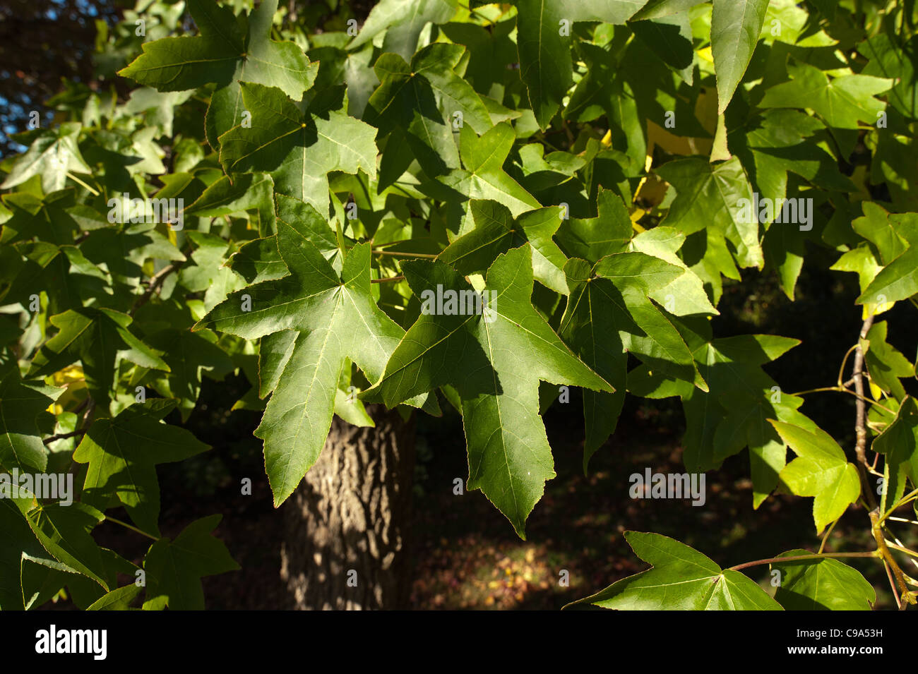 Five pointed star shaped leaves hi-res stock photography and images - Alamy