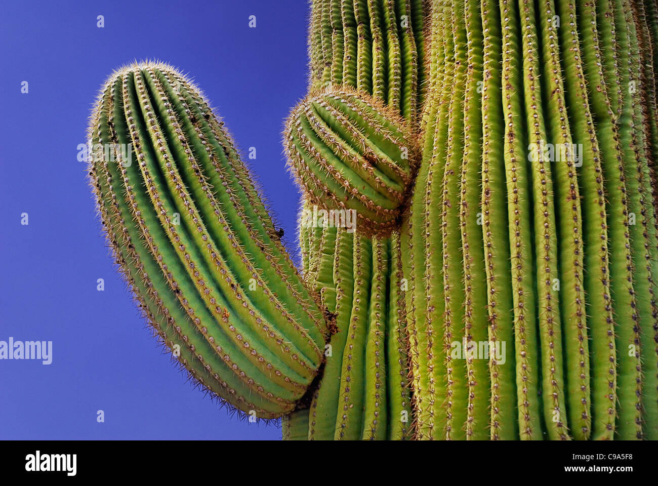 USA, Arizona, Saguaro National Park, Cactus Plants Stock Photo - Alamy