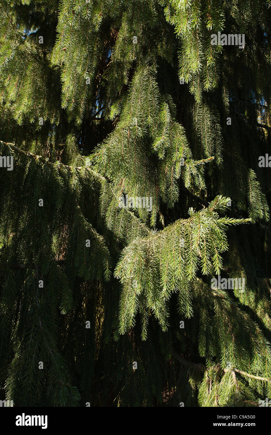 Evergreen tree with drooping branches hi-res stock photography and ...