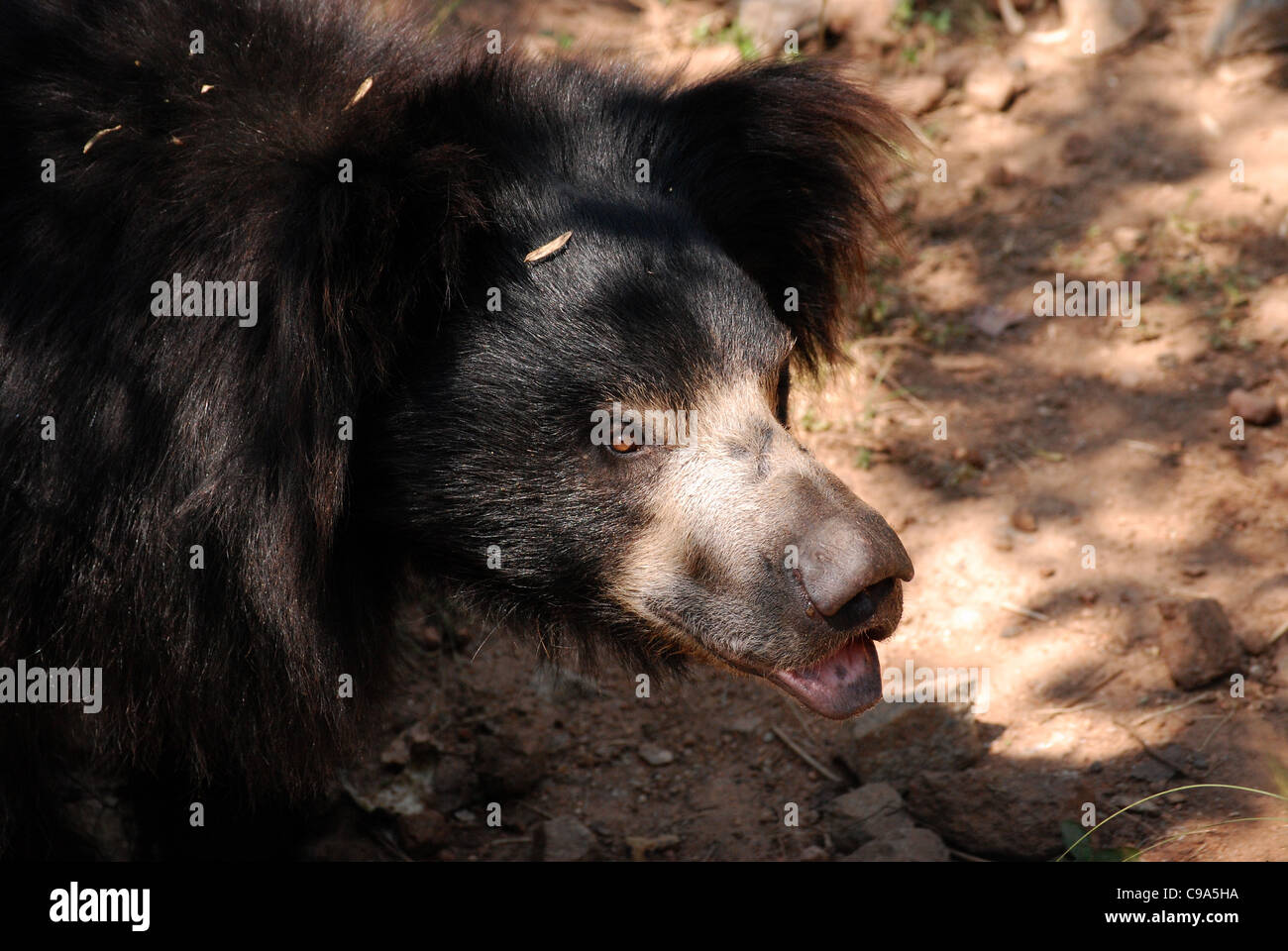 indian sloth bear Stock Photo - Alamy