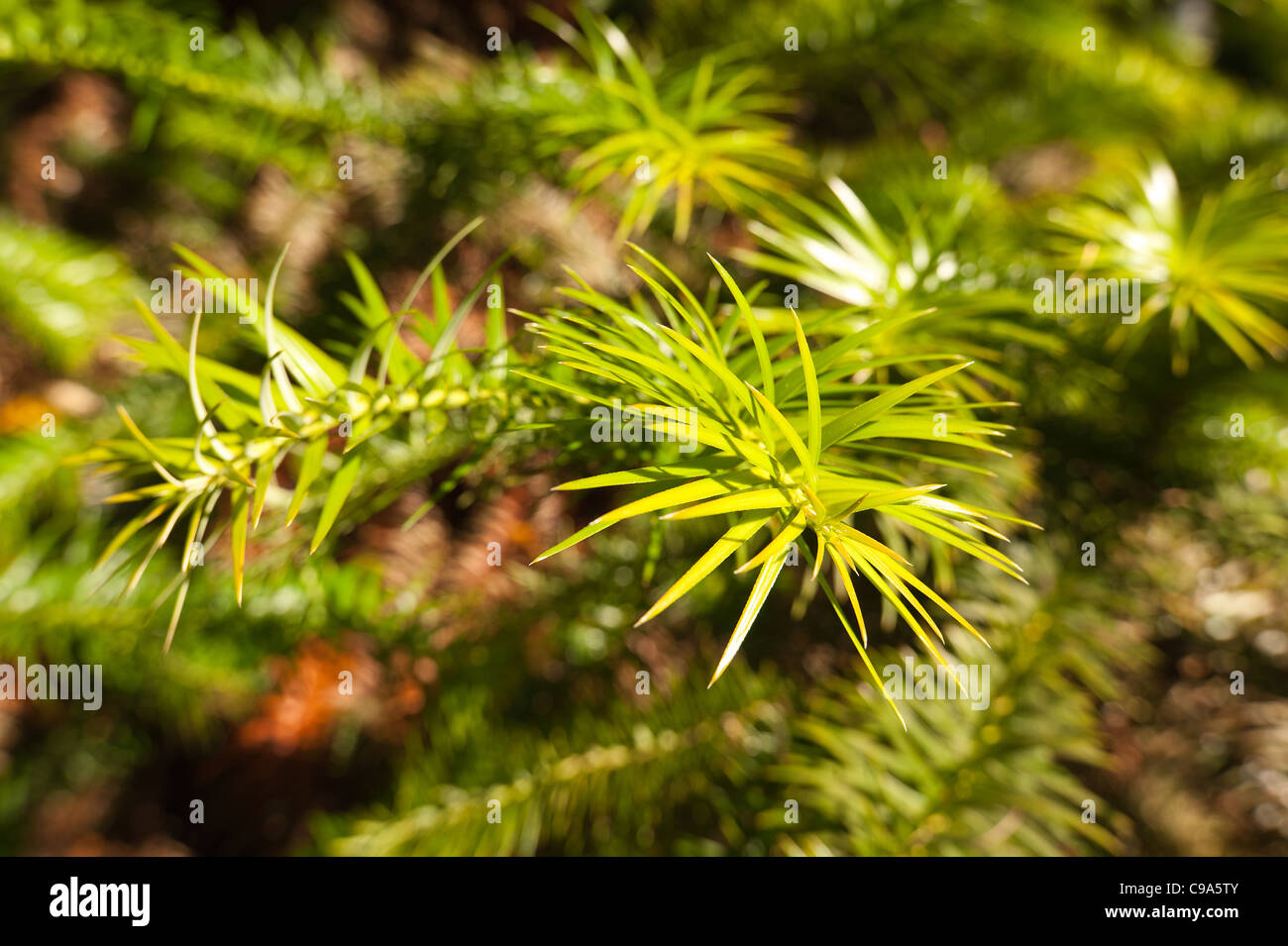 Conifer tree branch new growth leaves Stock Photo - Alamy