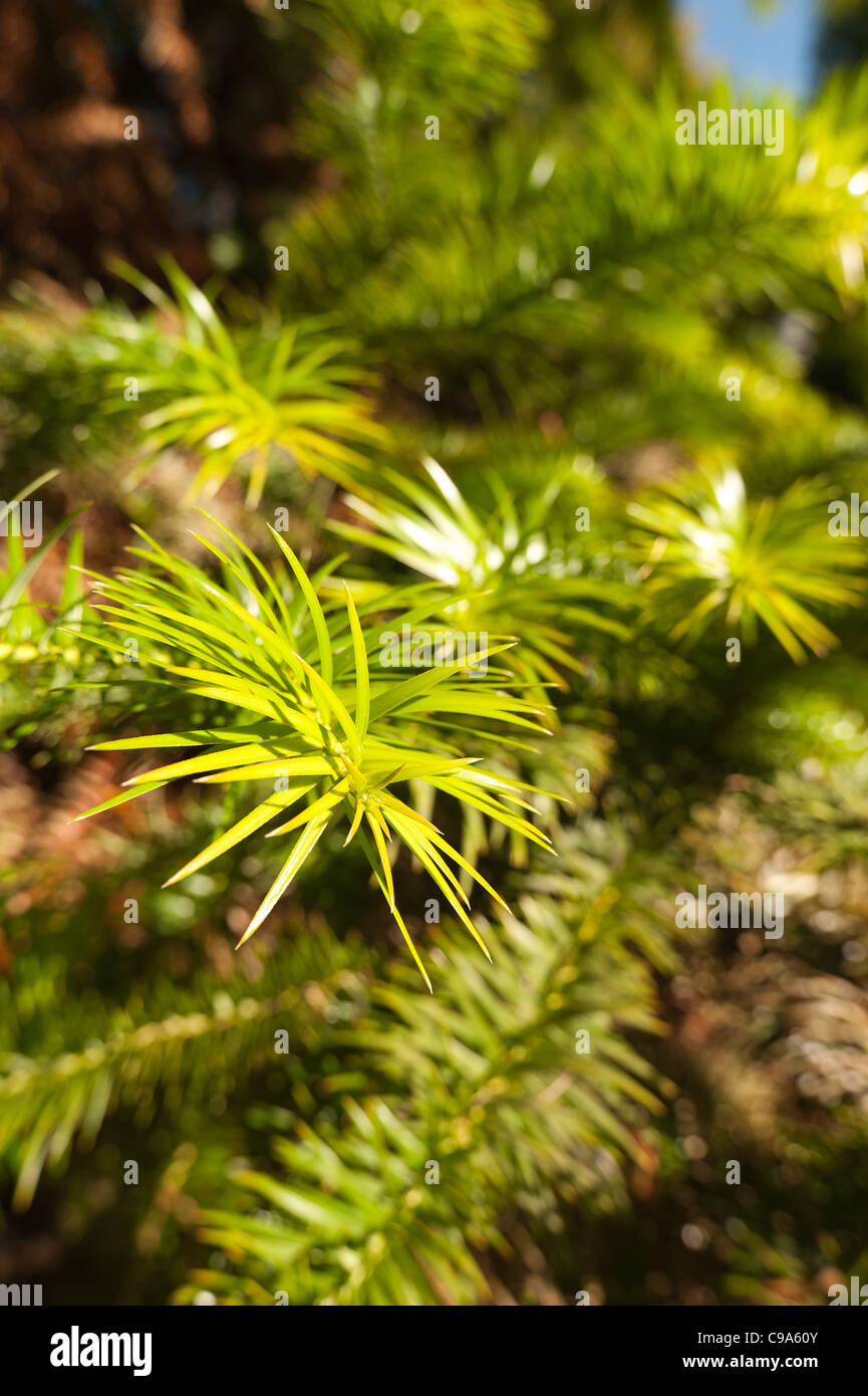 Conifer tree branch new growth leaves Stock Photo - Alamy