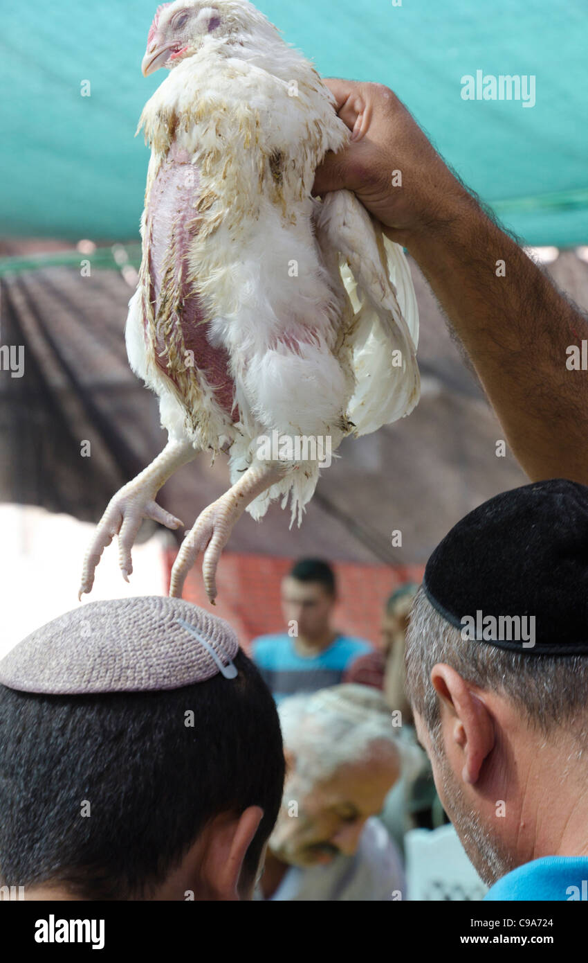 Tow jews performing the Kapparot ritual with a live chicken. jerusalem ...