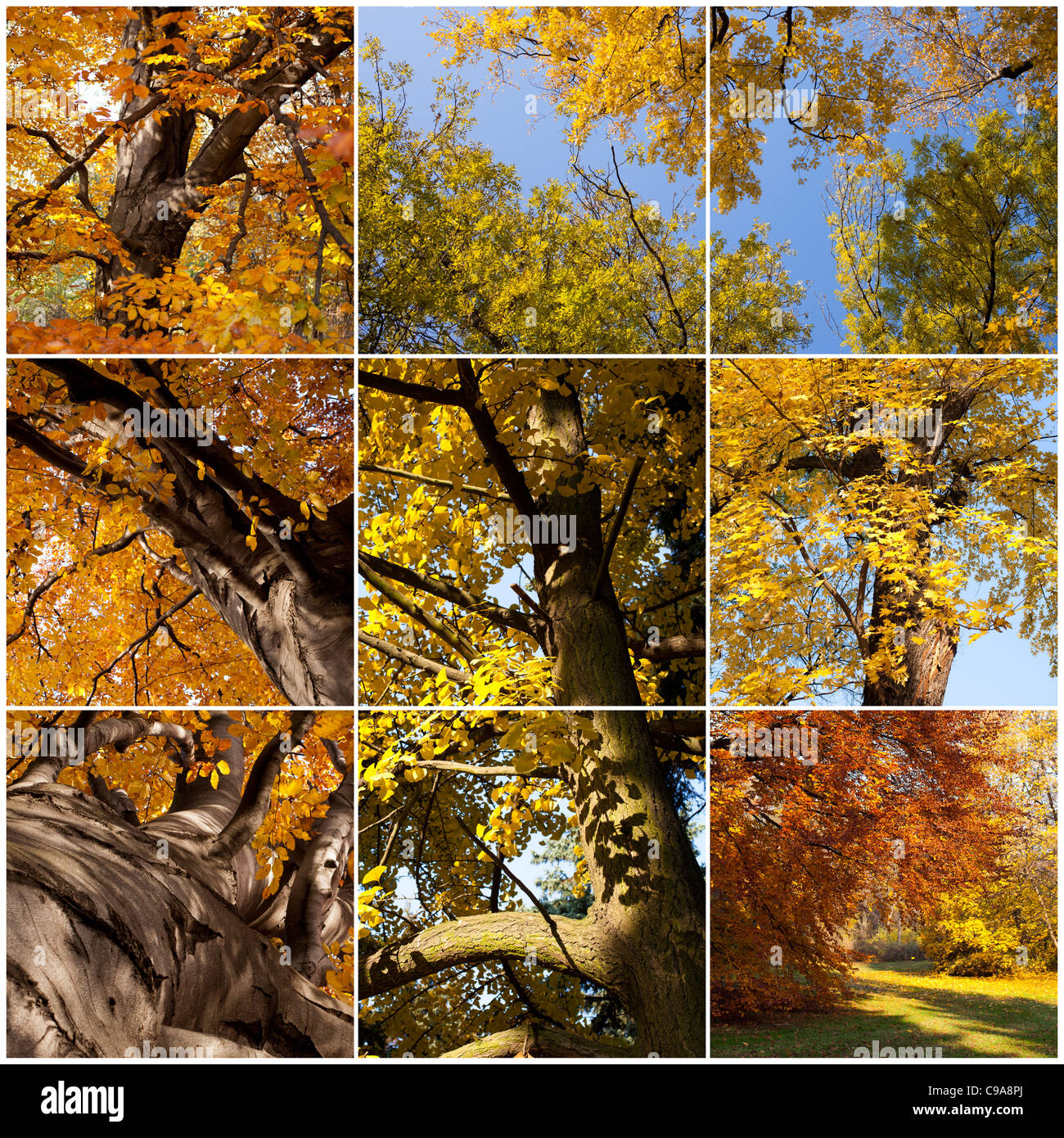 The tree of life mosaic hi-res stock photography and images - Alamy