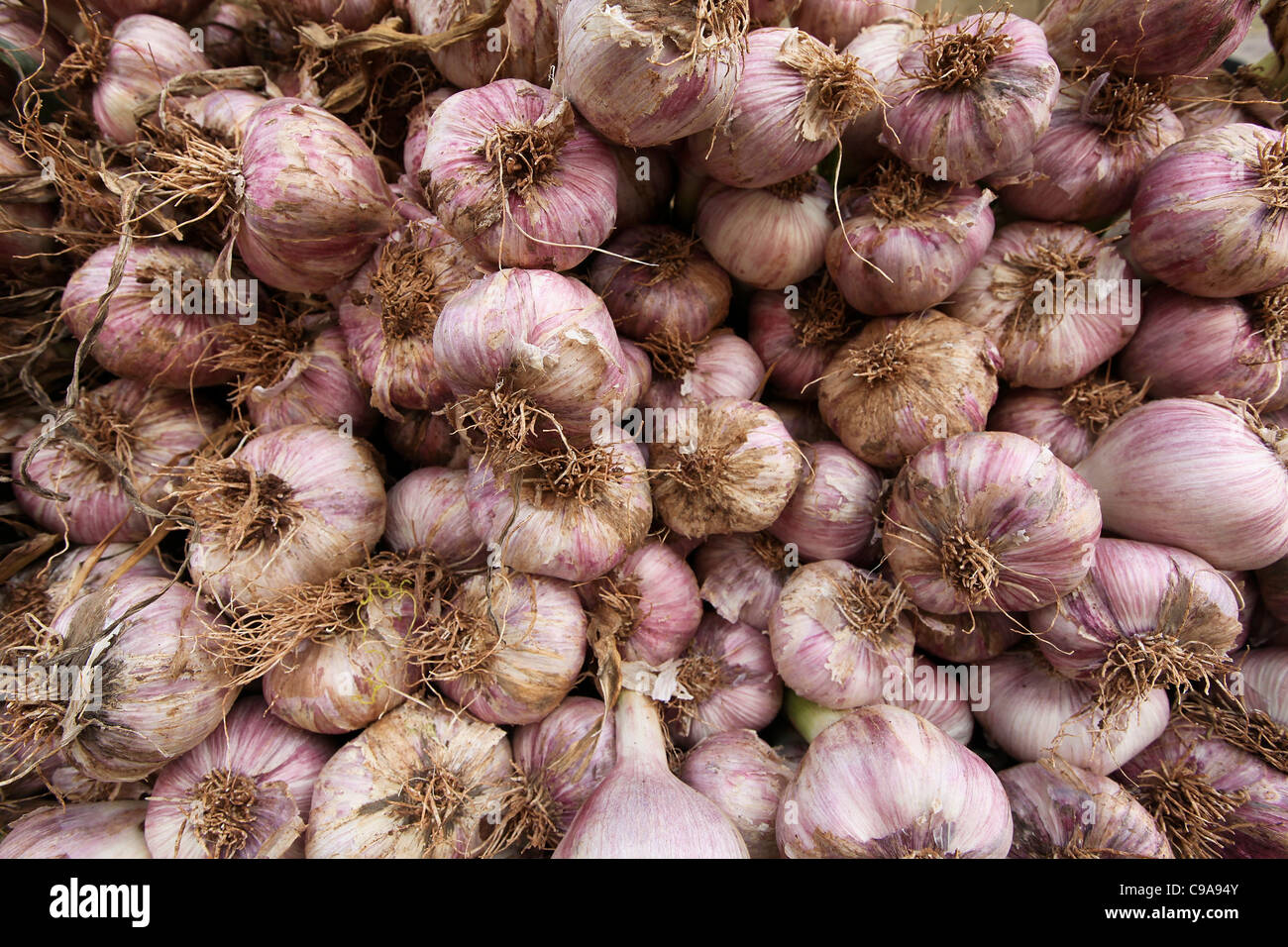 Allium sativum Garlic bulbs Stock Photo - Alamy