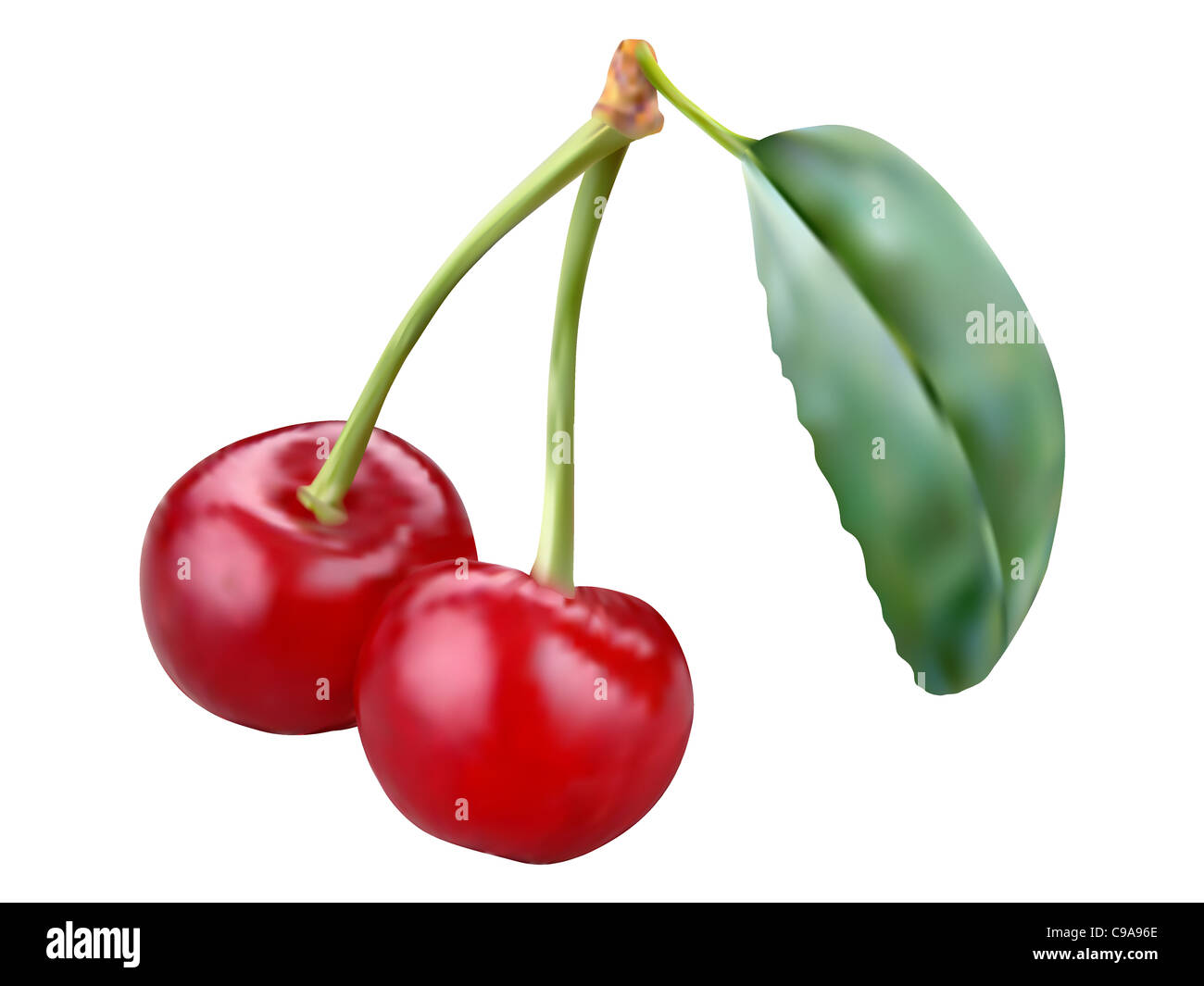 Two vector cherries illustration on the white background Stock Photo ...